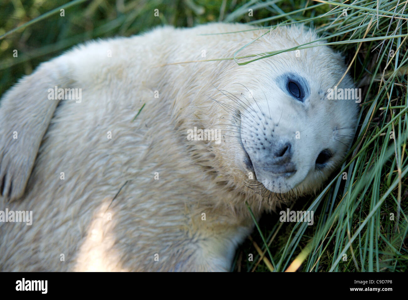 Seal cub hi-res stock photography and images - Alamy