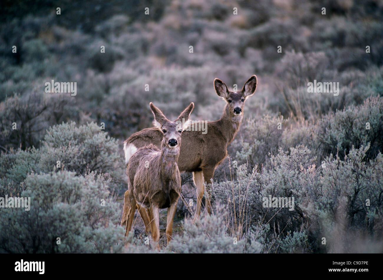 Mule Deer standing in a forest, Washington, USA (Odocoileus hemionus ...