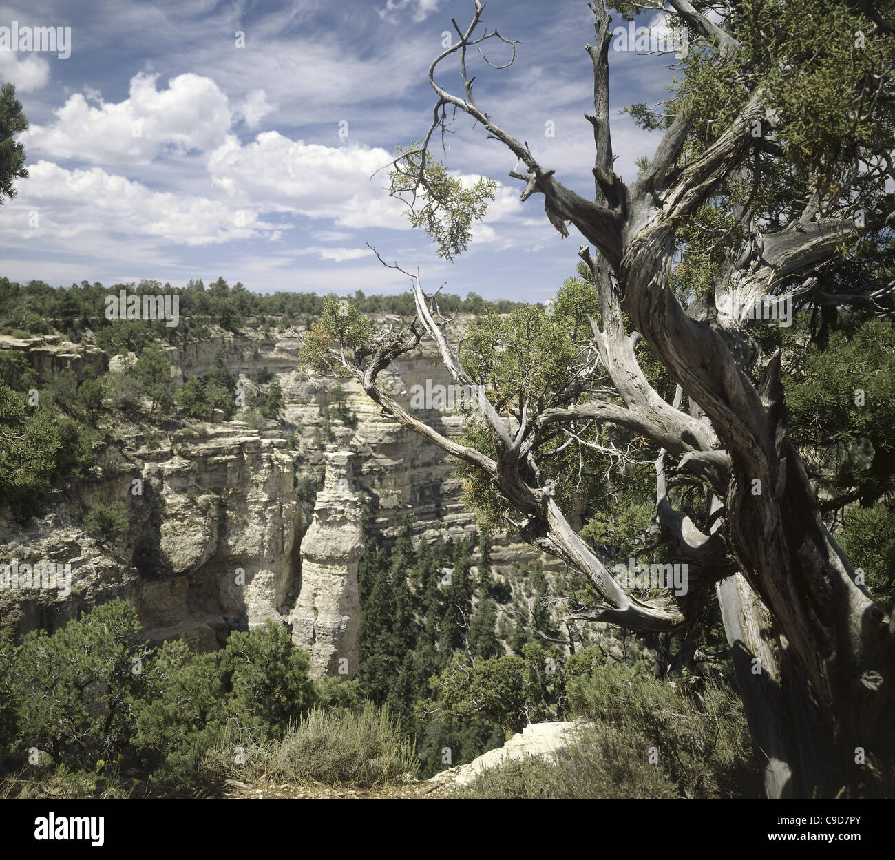 Aerial view of a cliff and trees Stock Photo - Alamy