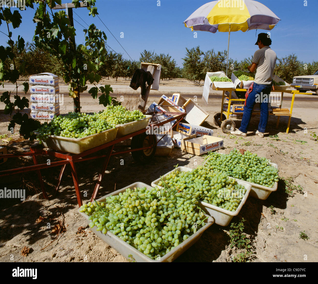 Thompson seedless grapes hi-res stock photography and images - Alamy