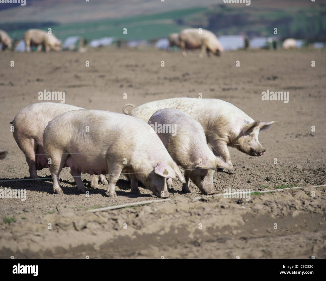 Pigs foraging, Northumberland, England Stock Photo - Alamy