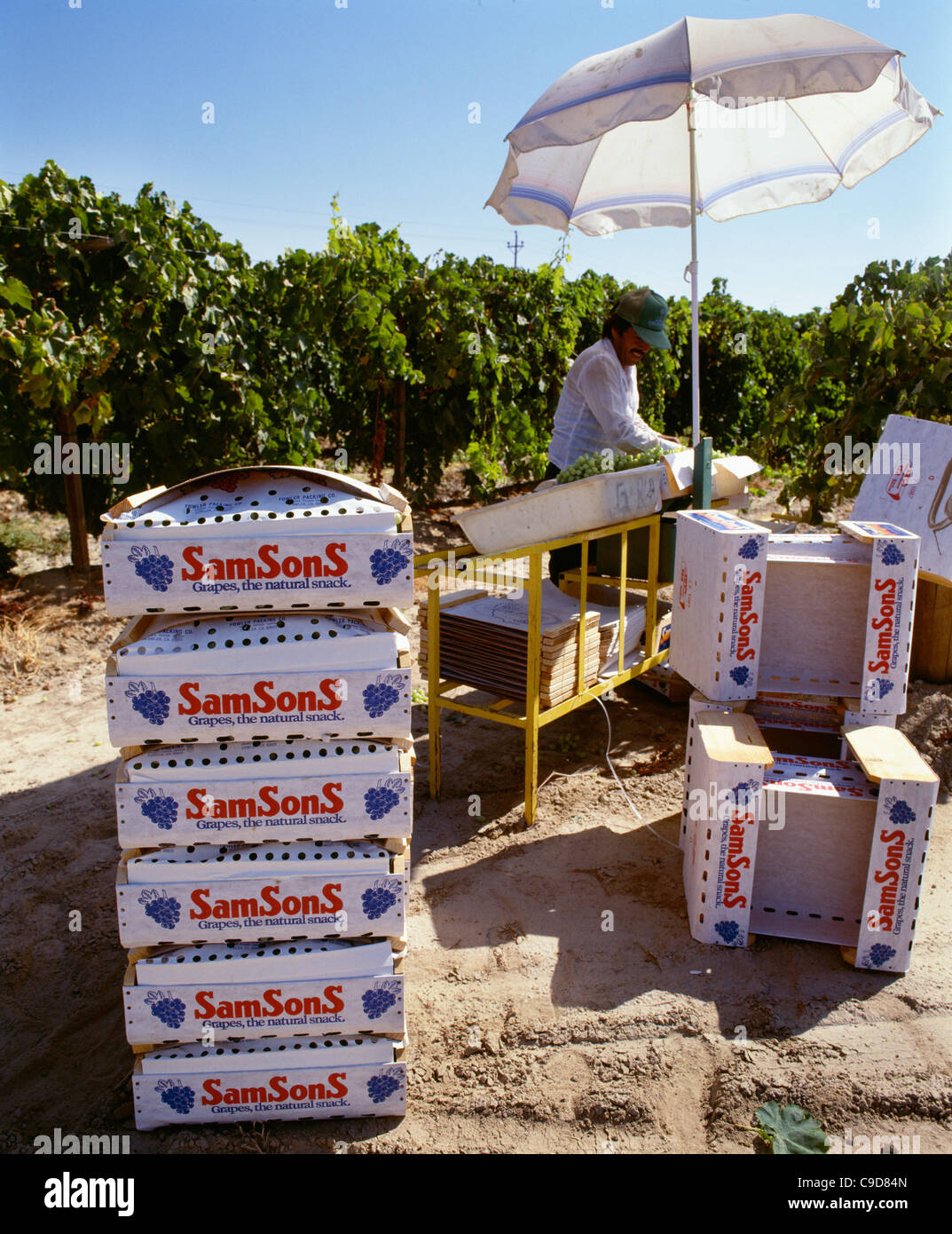 Thompson seedless table grapes hi-res stock photography and images - Alamy Thompson seedless table grapes hi-res stock photography and images - Alamy