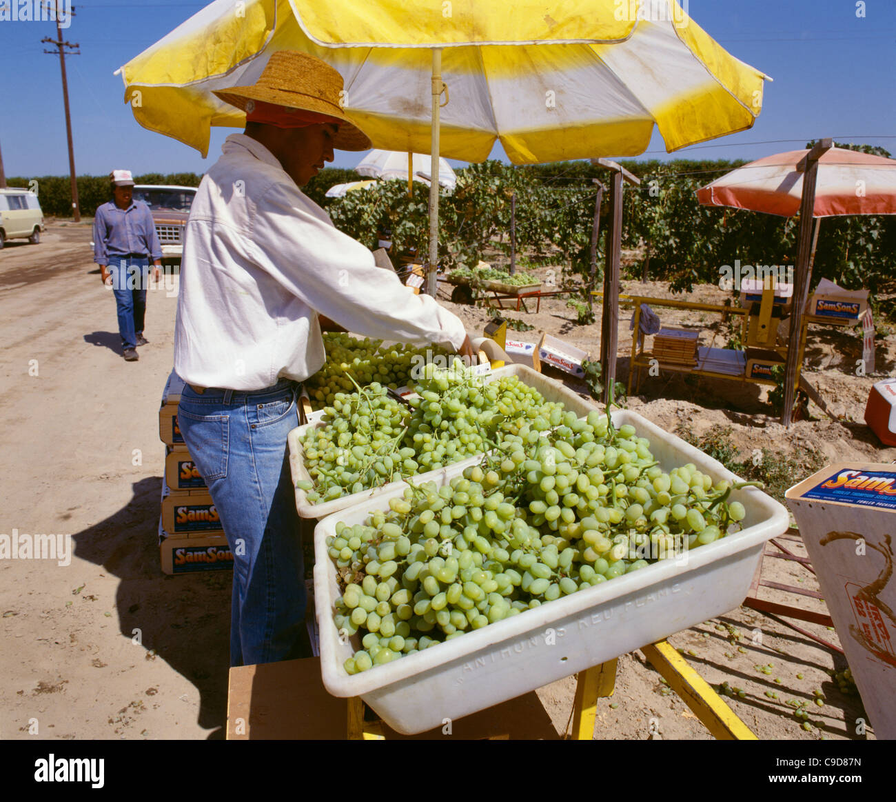 Packing Thompson seedless table grapes Stock Photo - Alamy