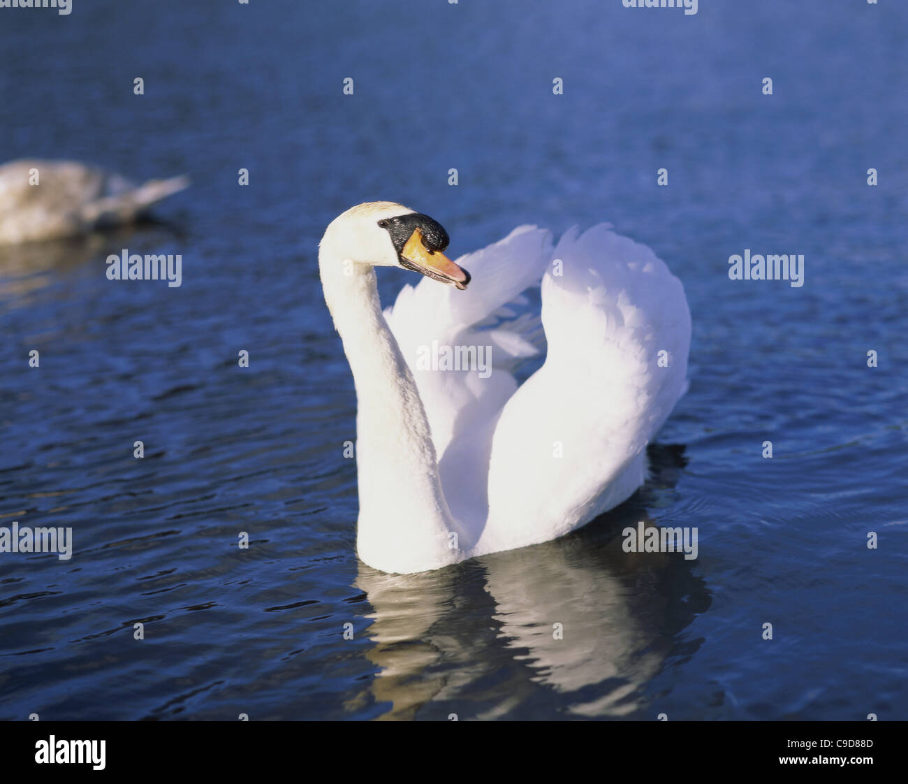 Swan swimming in a lake Stock Photo - Alamy