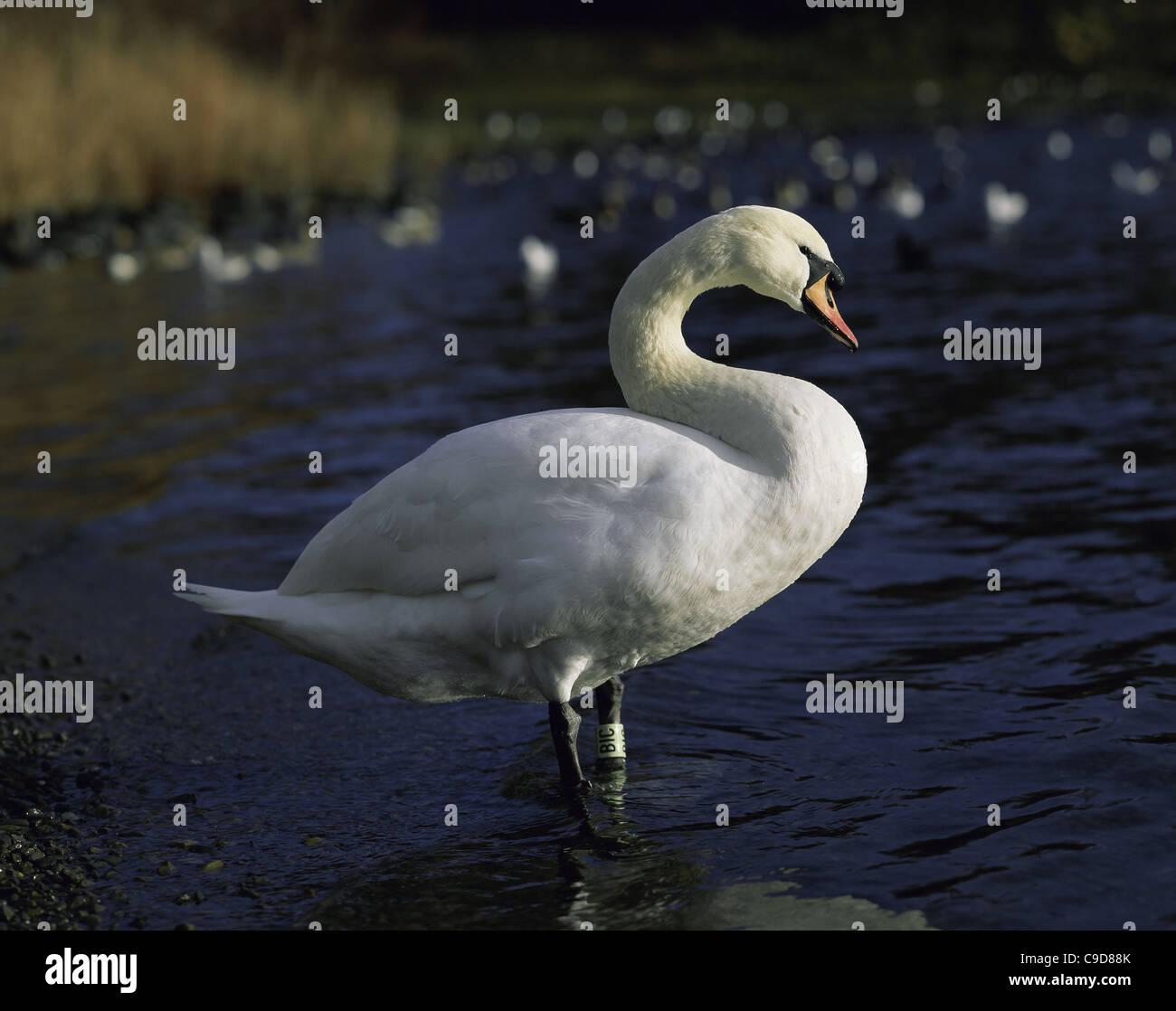 Swan standing in a lake Stock Photo - Alamy