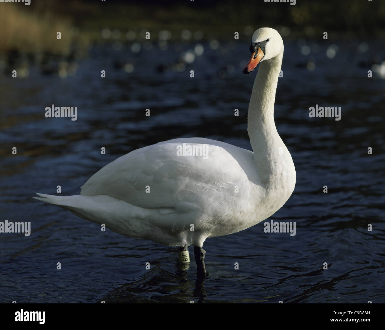 Swan standing in a lake Stock Photo - Alamy