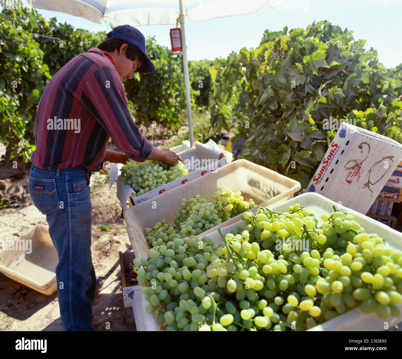Packing Thompson seedless table grapes Stock Photo - Alamy