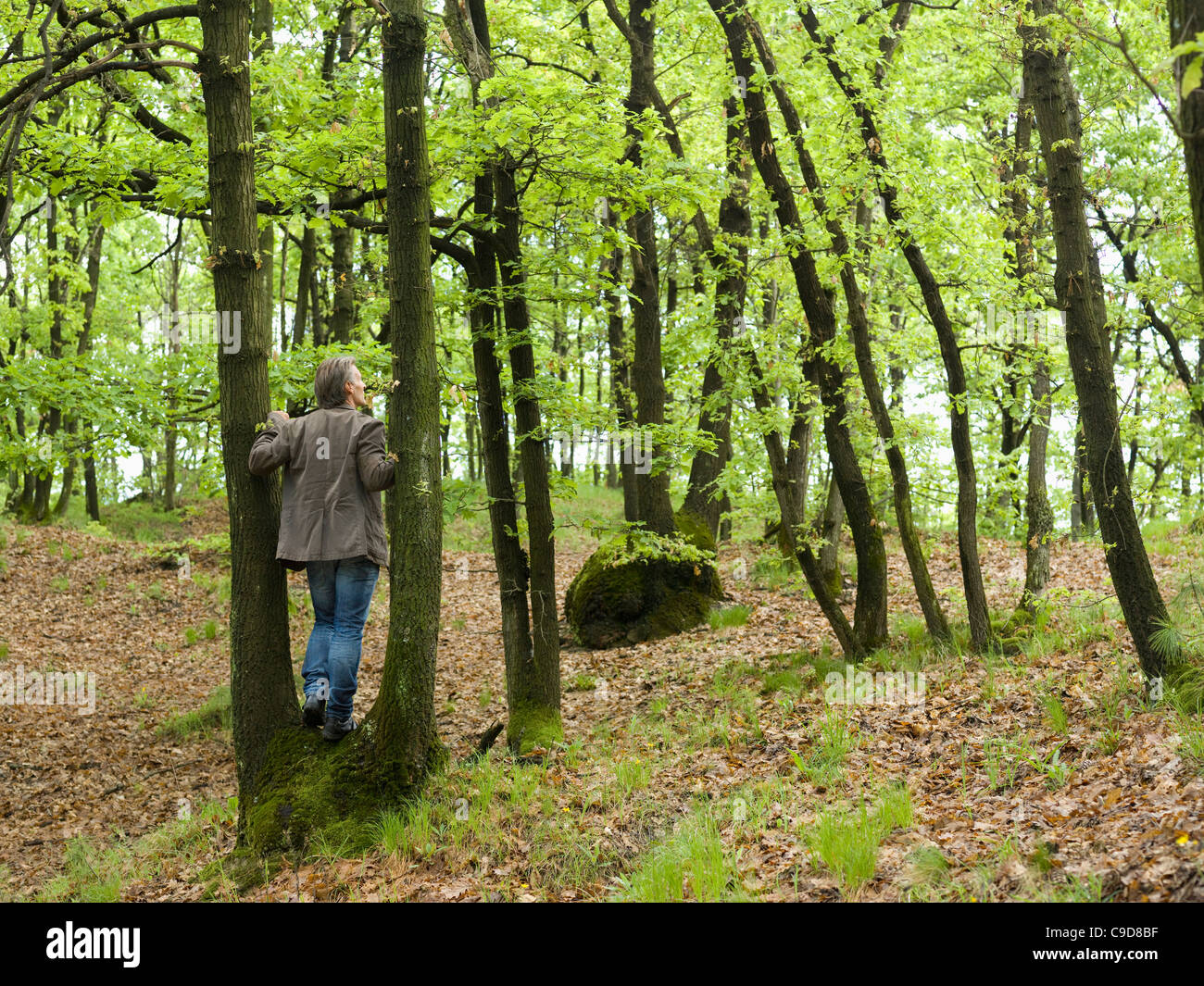 Woodland view between trees hi-res stock photography and images - Alamy