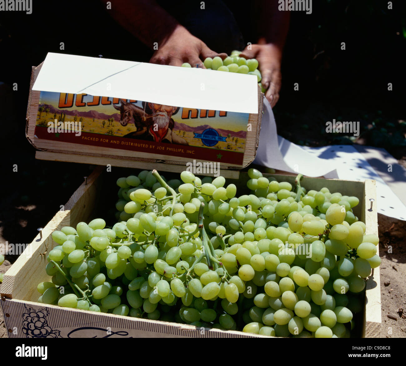 Thompson seedless table grapes hi-res stock photography and images - Alamy Thompson seedless table grapes hi-res stock photography and images - Alamy