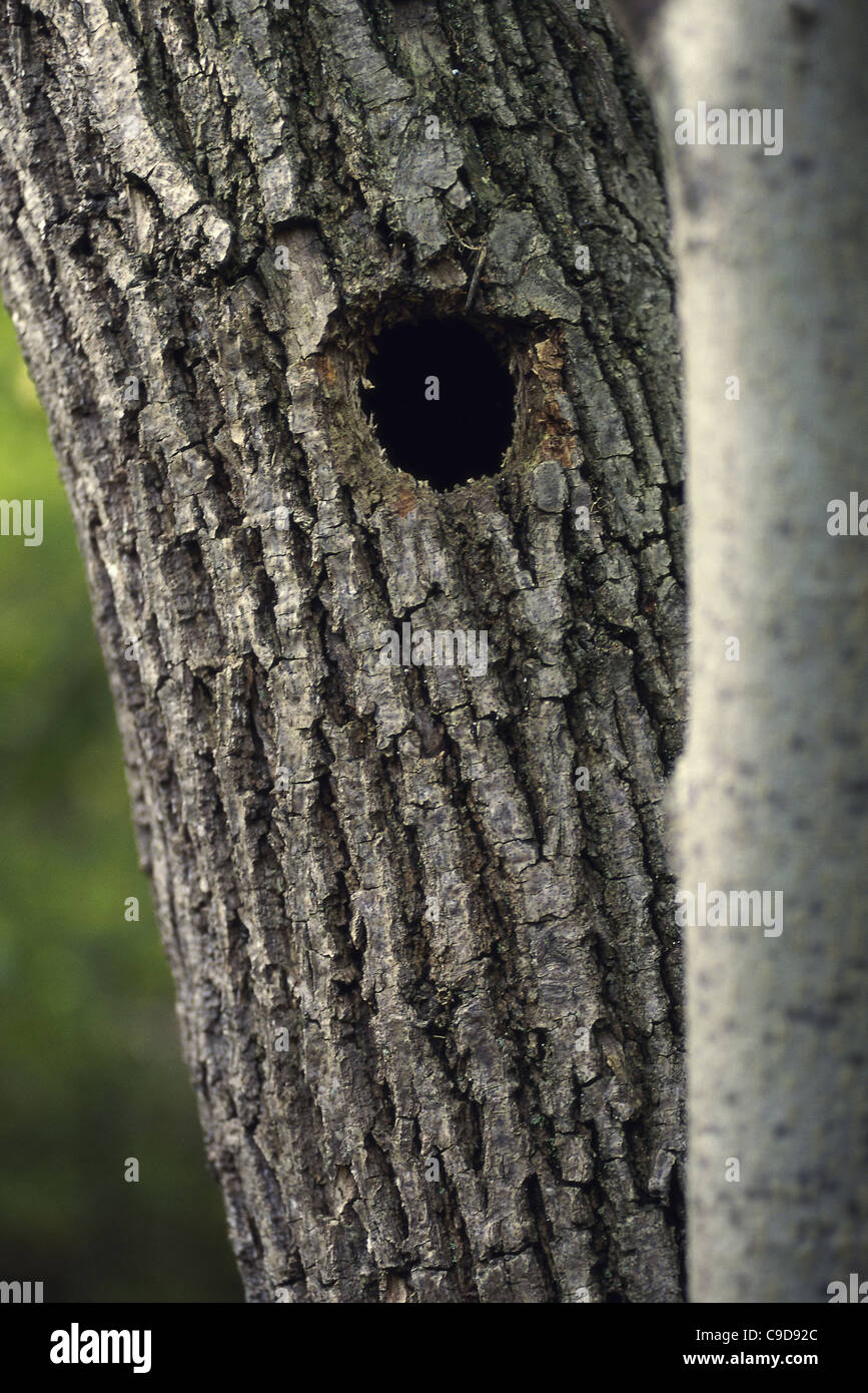 Hole in a tree trunk Stock Photo - Alamy