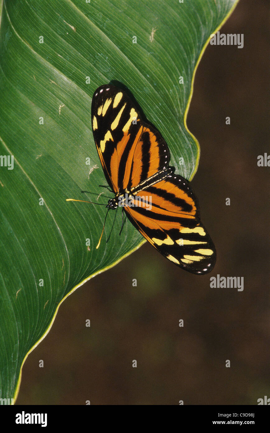 Tiger mimic queen butterfly hi-res stock photography and images - Alamy