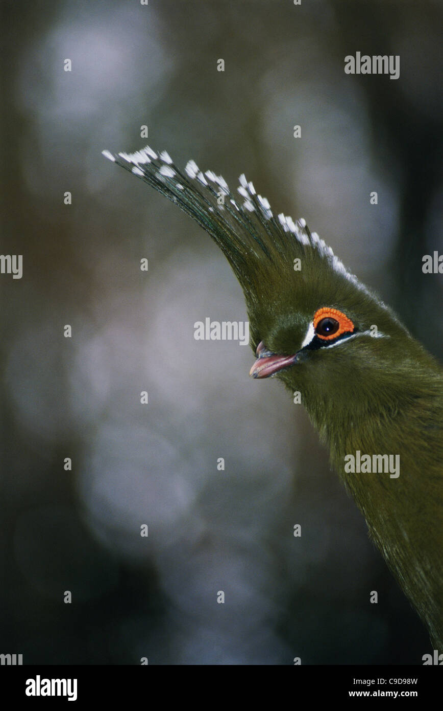 Schalow’s turaco hi-res stock photography and images - Alamy