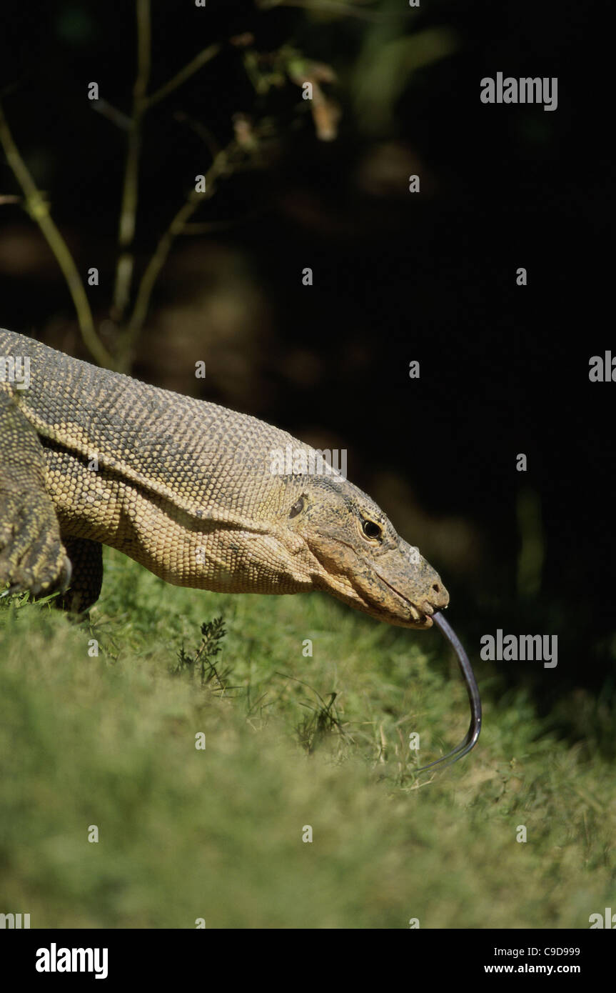 Malaysian Water Monitor Lizard sticking out its tongue Stock Photo - Alamy