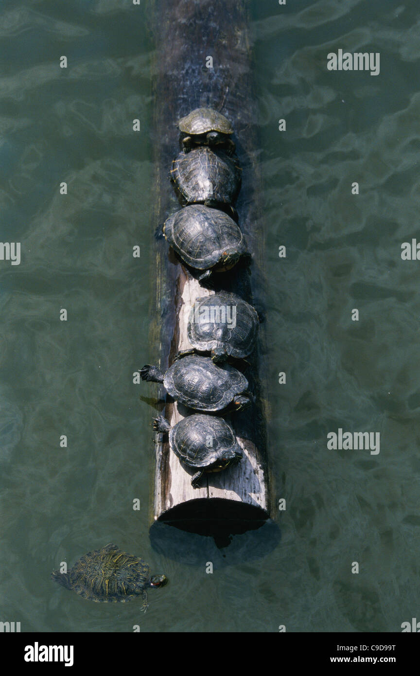 Group turtles on tree hi-res stock photography and images - Alamy