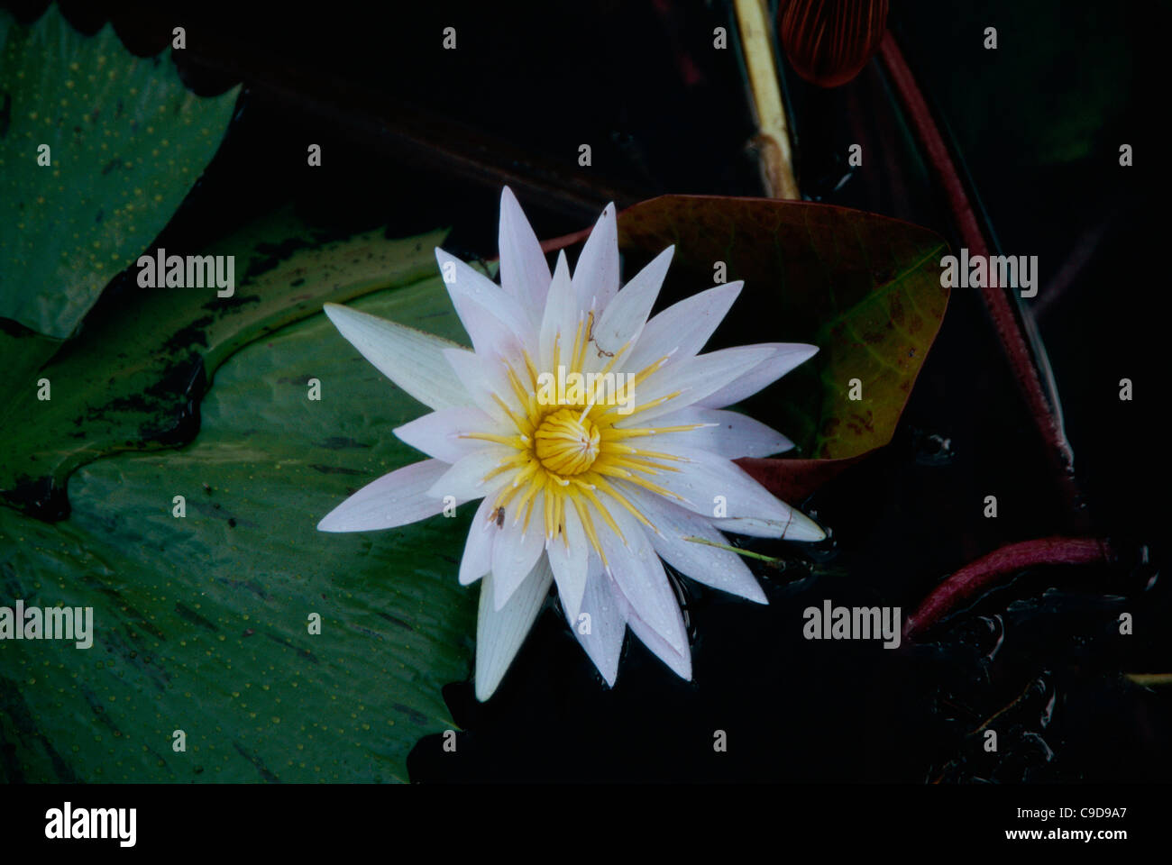 High angle view of a water lily floating on water Stock Photo - Alamy
