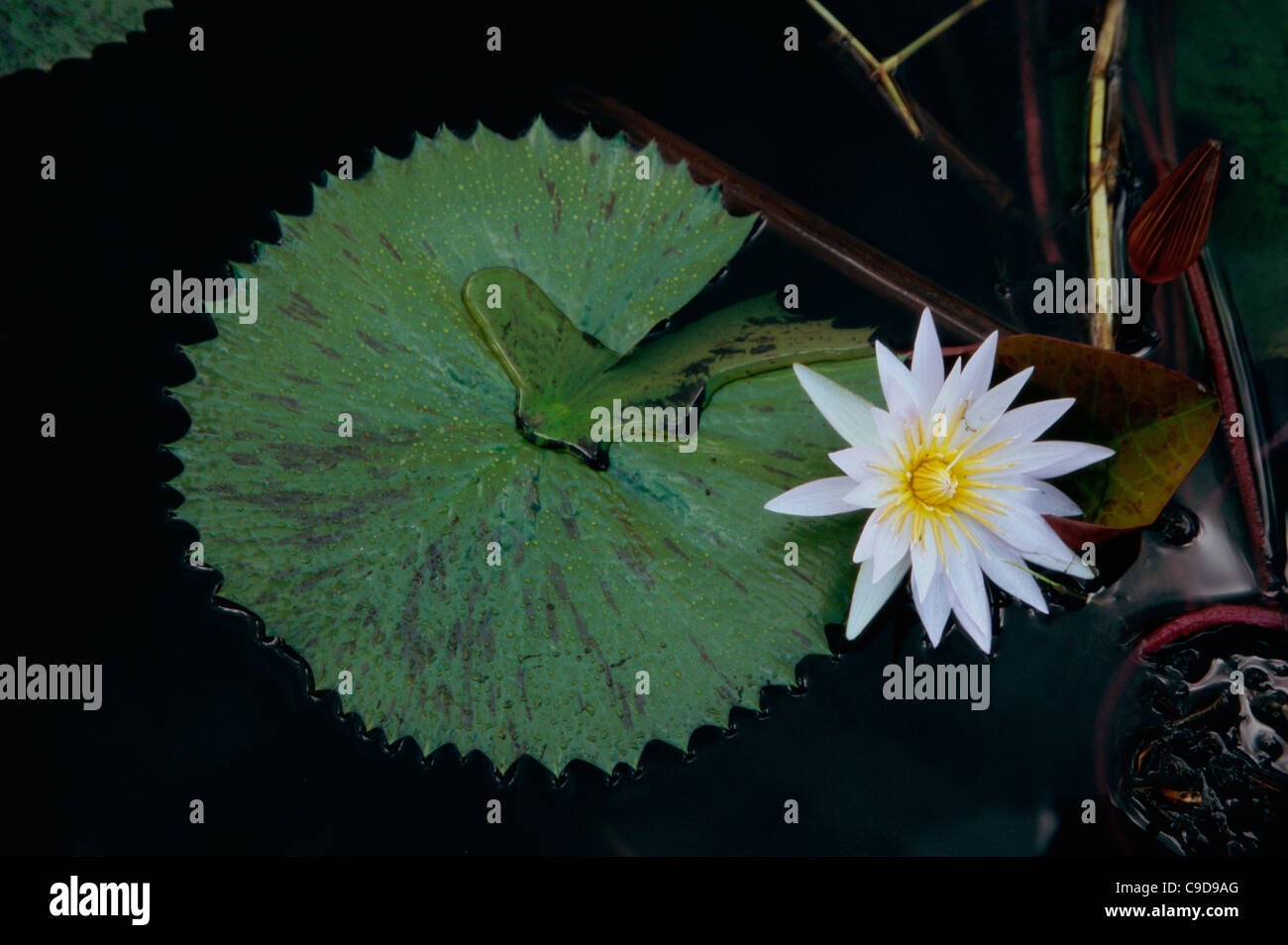 High angle view of a water lily floating on water Stock Photo - Alamy