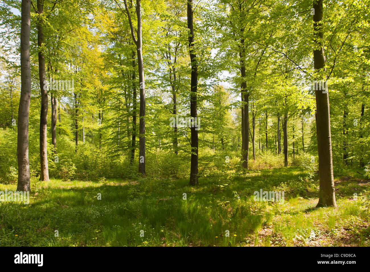 Beech woods in the springtime Stock Photo - Alamy