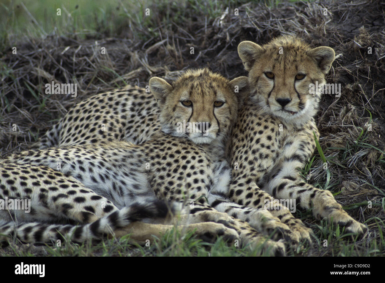 Two cheetahs lying together Stock Photo - Alamy