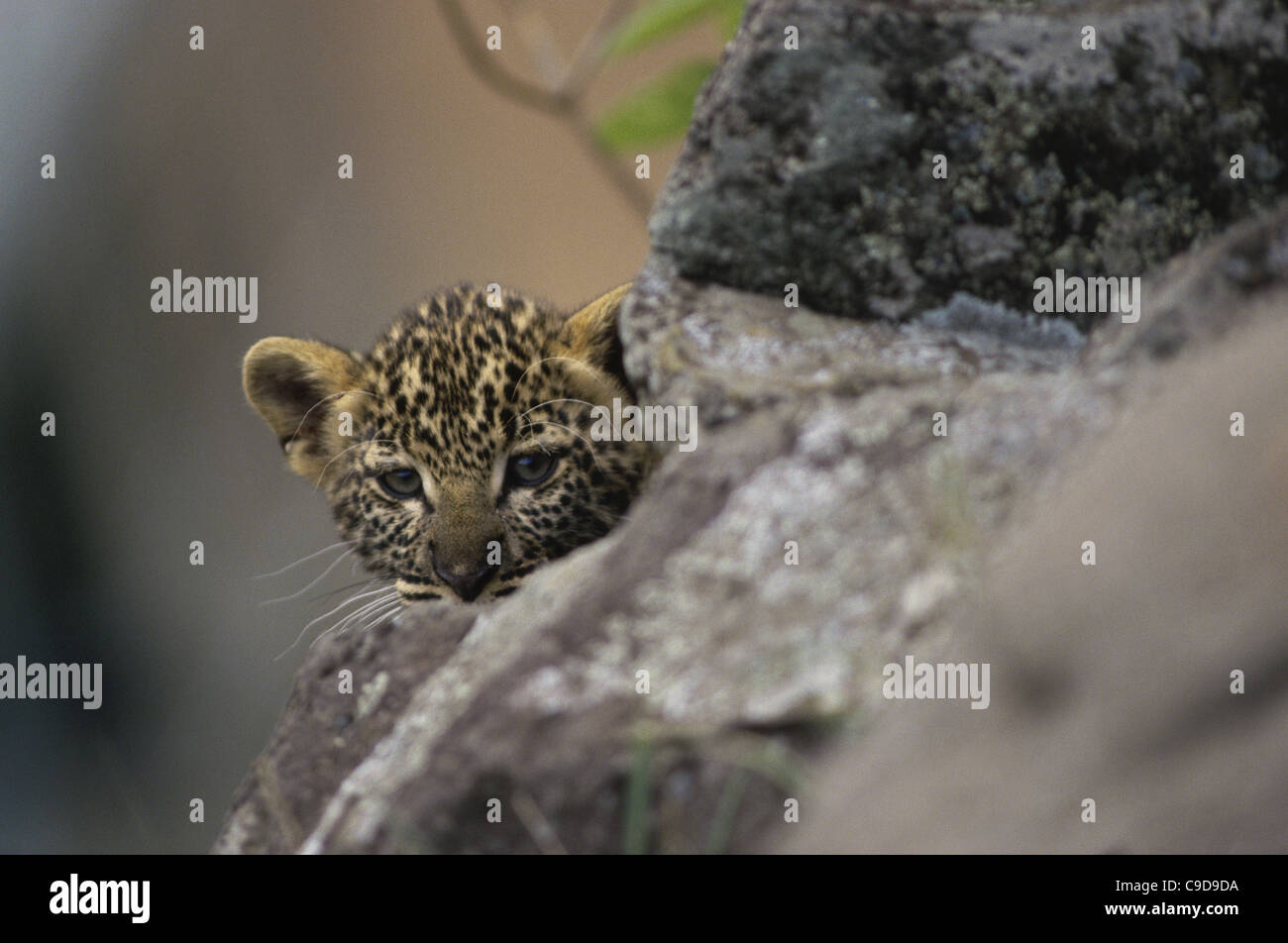 Leopard peeking from behind a rock Stock Photo - Alamy