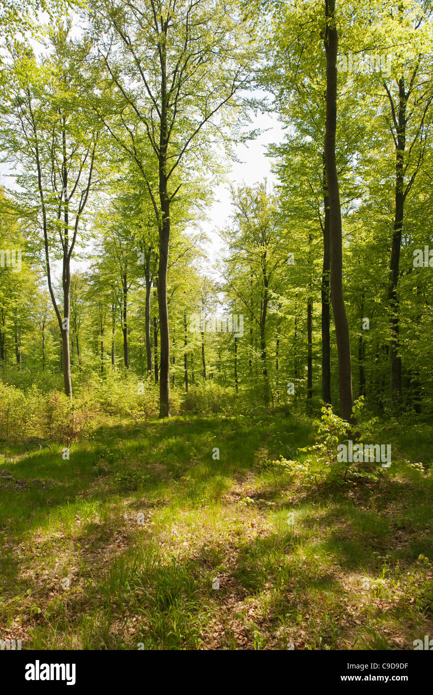 Beech stem hi-res stock photography and images - Alamy