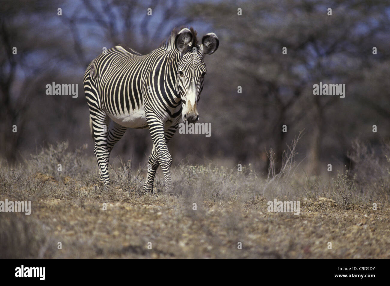 Zebra walking in the forest Stock Photo - Alamy