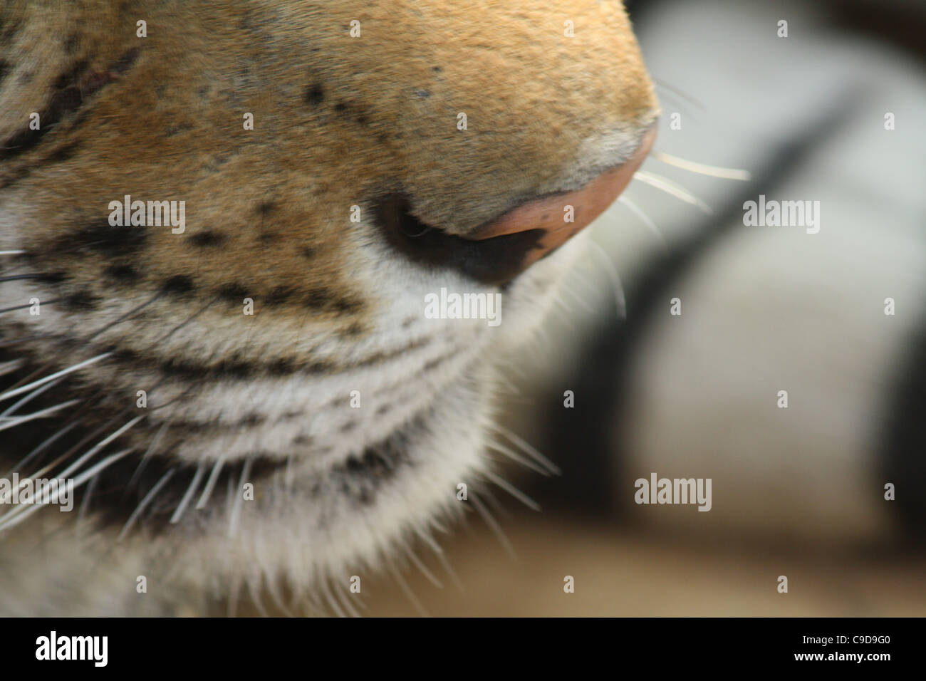 Tiger nose hi-res stock photography and images - Alamy