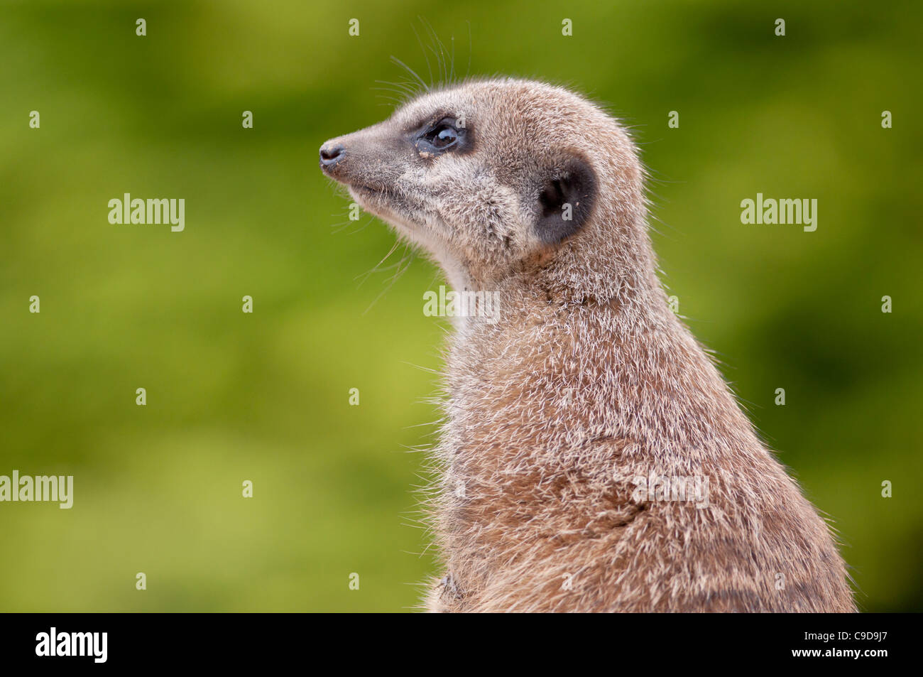 Compare the market meerkat hi-res stock photography and images - Alamy