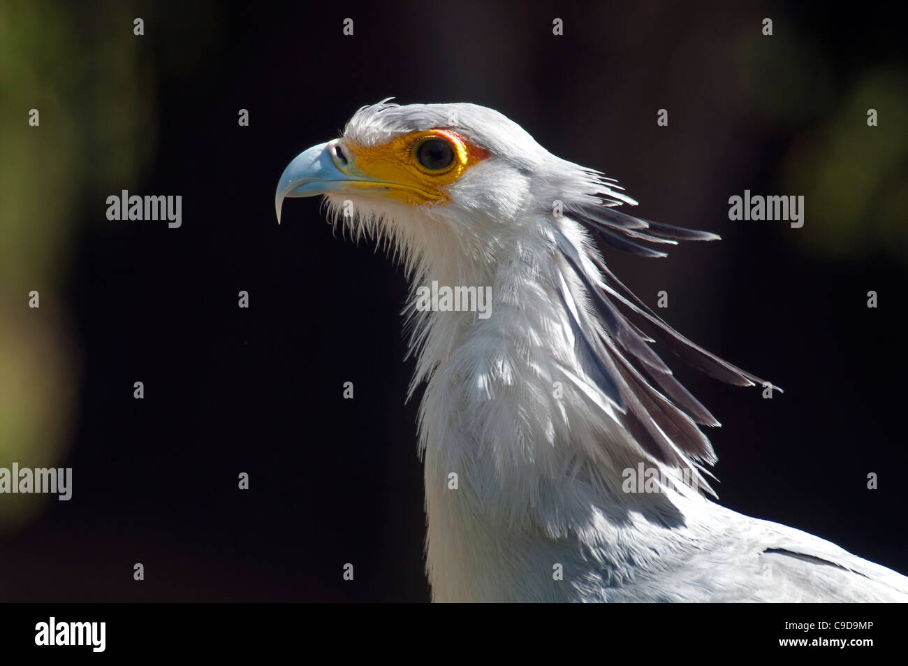 Side view of Secretary bird (sagittarius serpentarius Stock Photo - Alamy