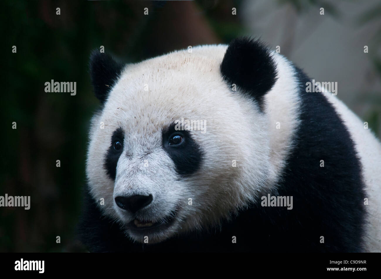 Giant panda baby (ailuropoda melanoleuca Stock Photo - Alamy
