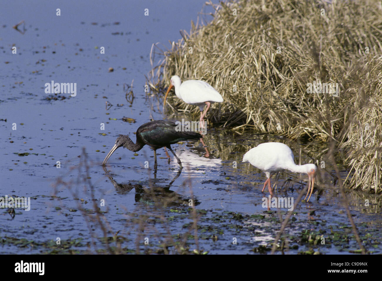 White and Glossy Ibis, Florida, USA Stock Photo - Alamy