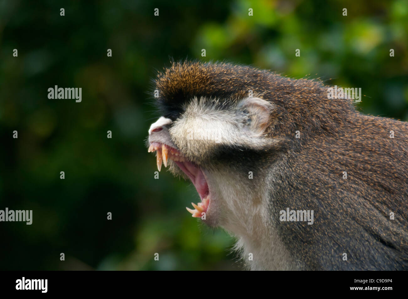 Ascanius hi-res stock photography and images - Alamy