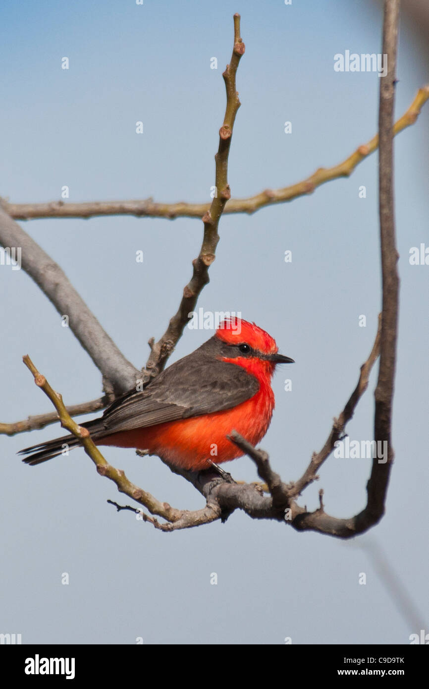 Mexico, Baja California Sur, Vermillion flycatcher (pyrocephalus ...