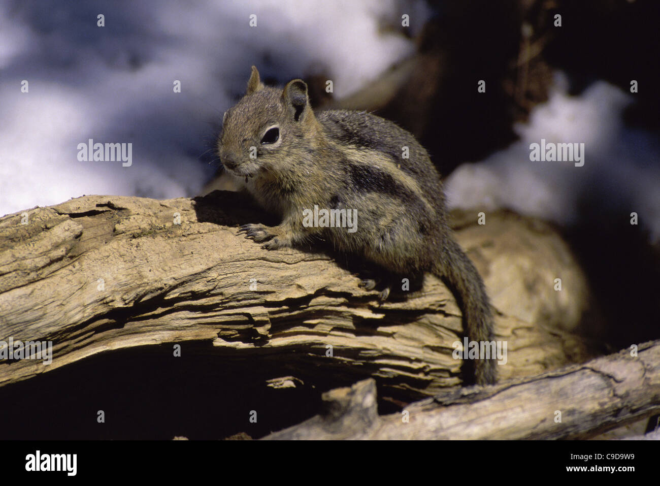 Ground squirrel on a wooden log Stock Photo - Alamy