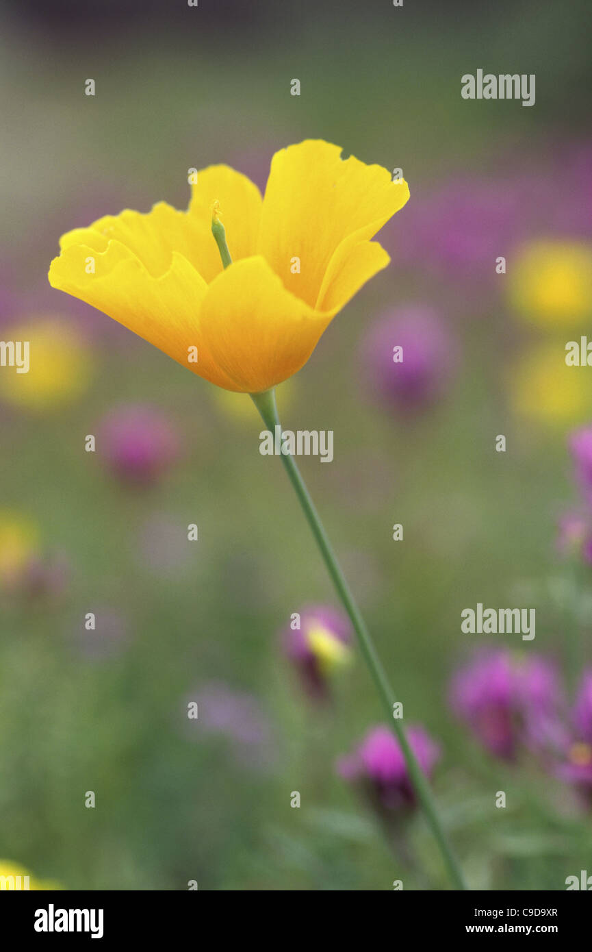 Mexican golden poppy hi-res stock photography and images - Alamy