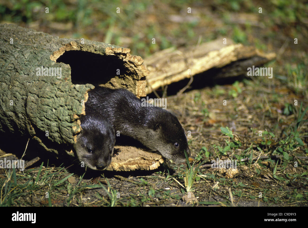 River otters, Florida, USA (Lutra Canadensis Stock Photo - Alamy