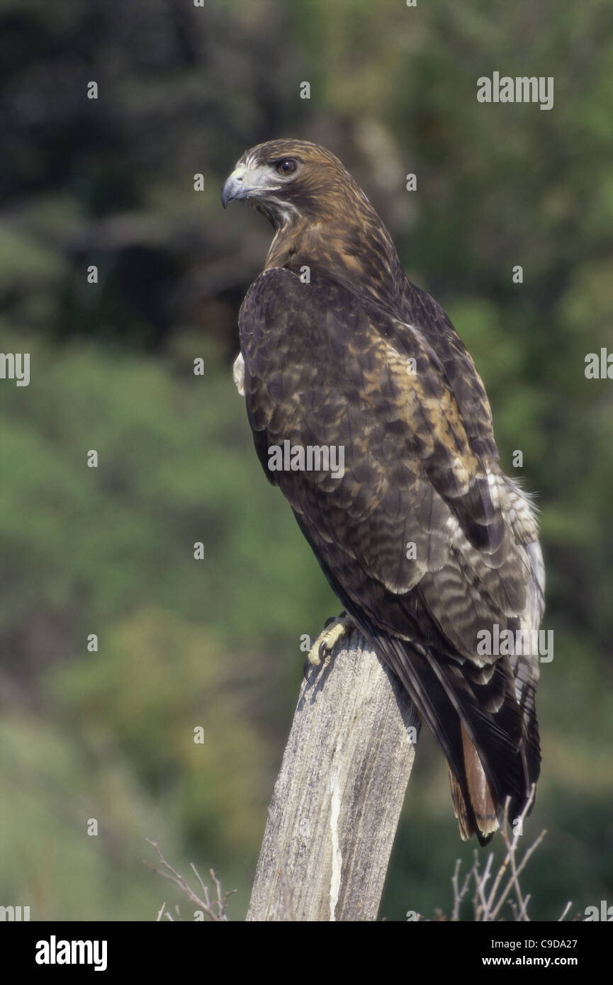 Eagle top hi-res stock photography and images - Alamy