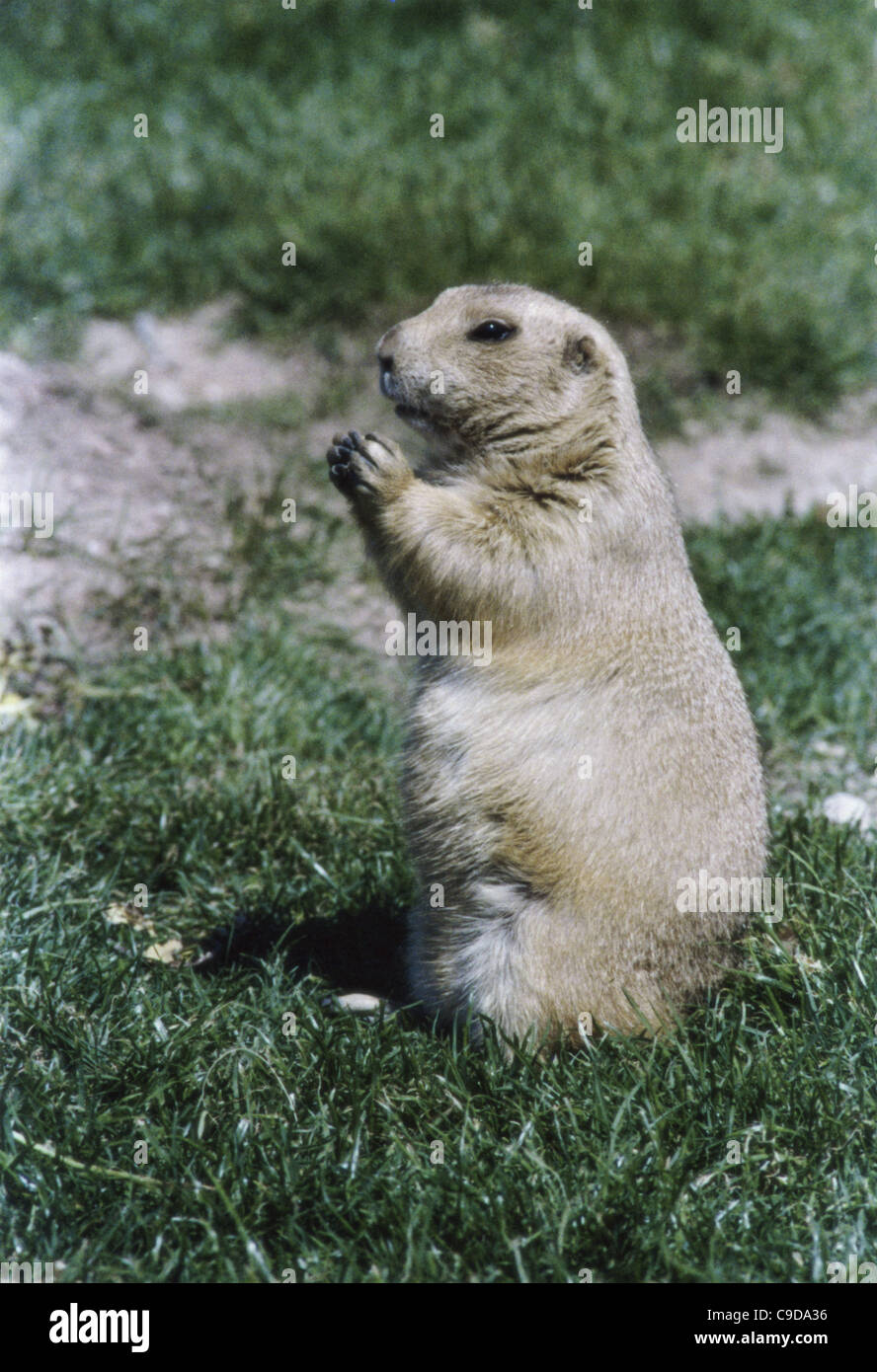 Prairie dog standing Stock Photo - Alamy