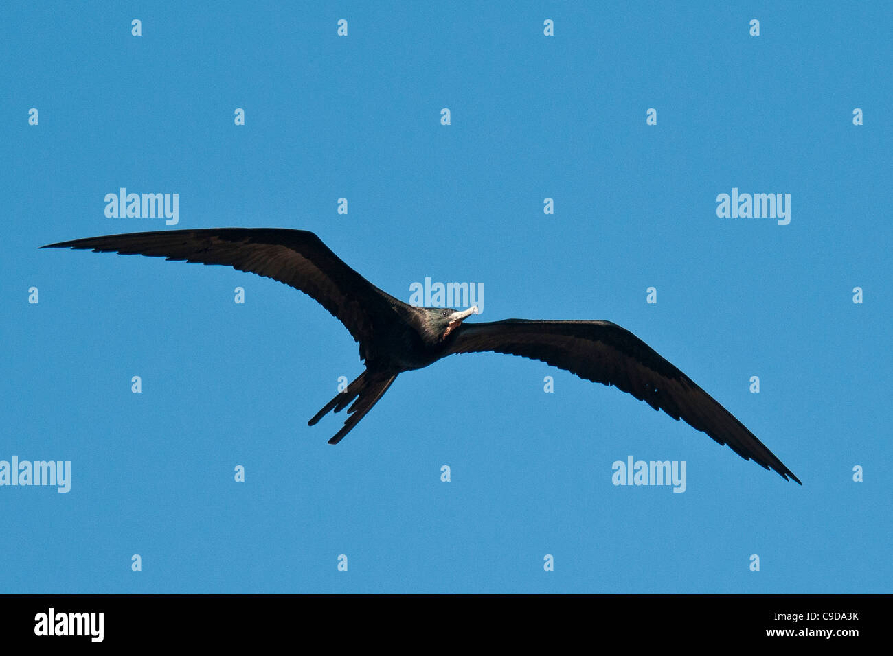 Mexico, Baja California Sur, Magnificent frigatebird (fregata ...