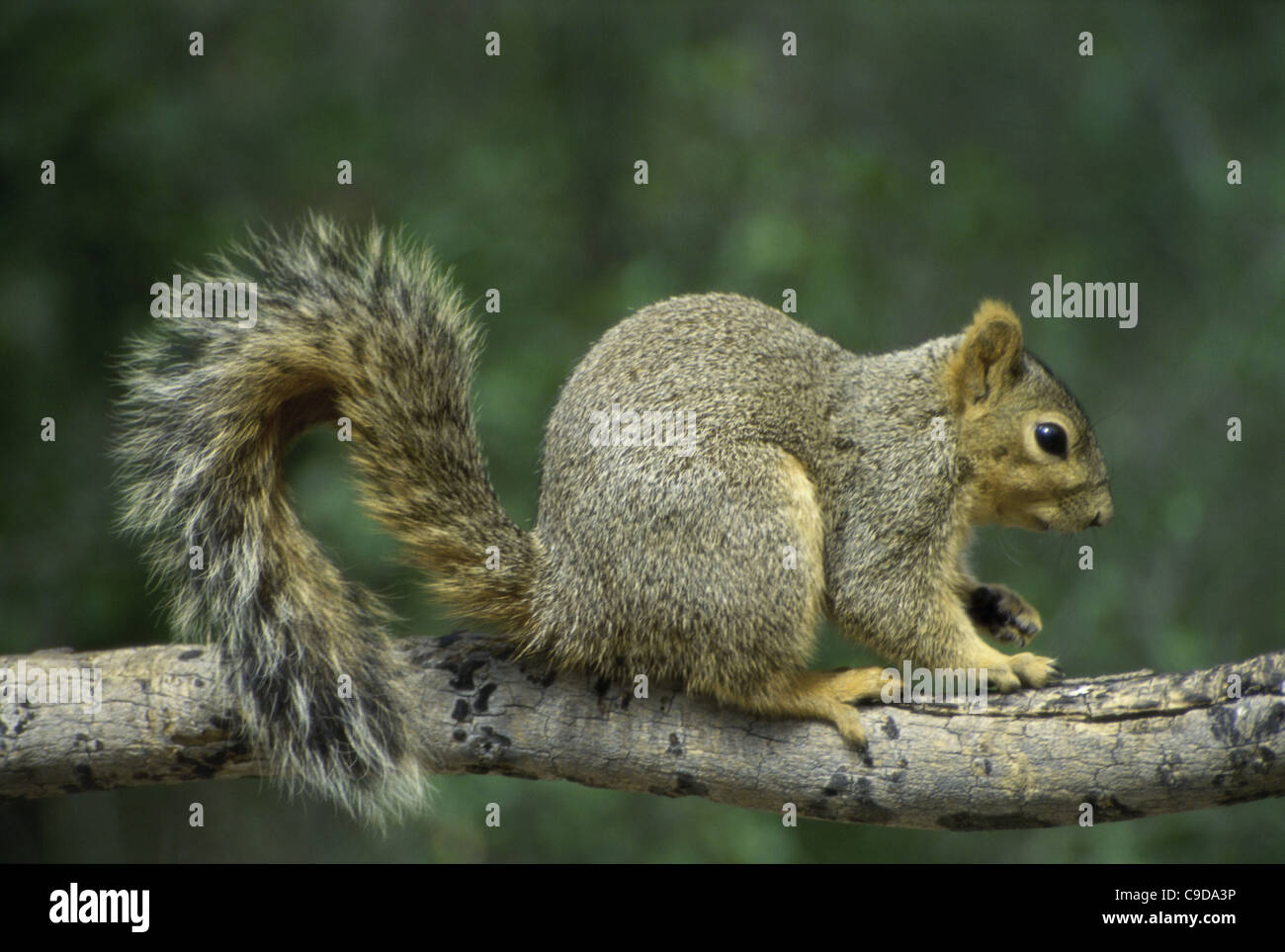 Fox Squirrel on a tree Stock Photo - Alamy