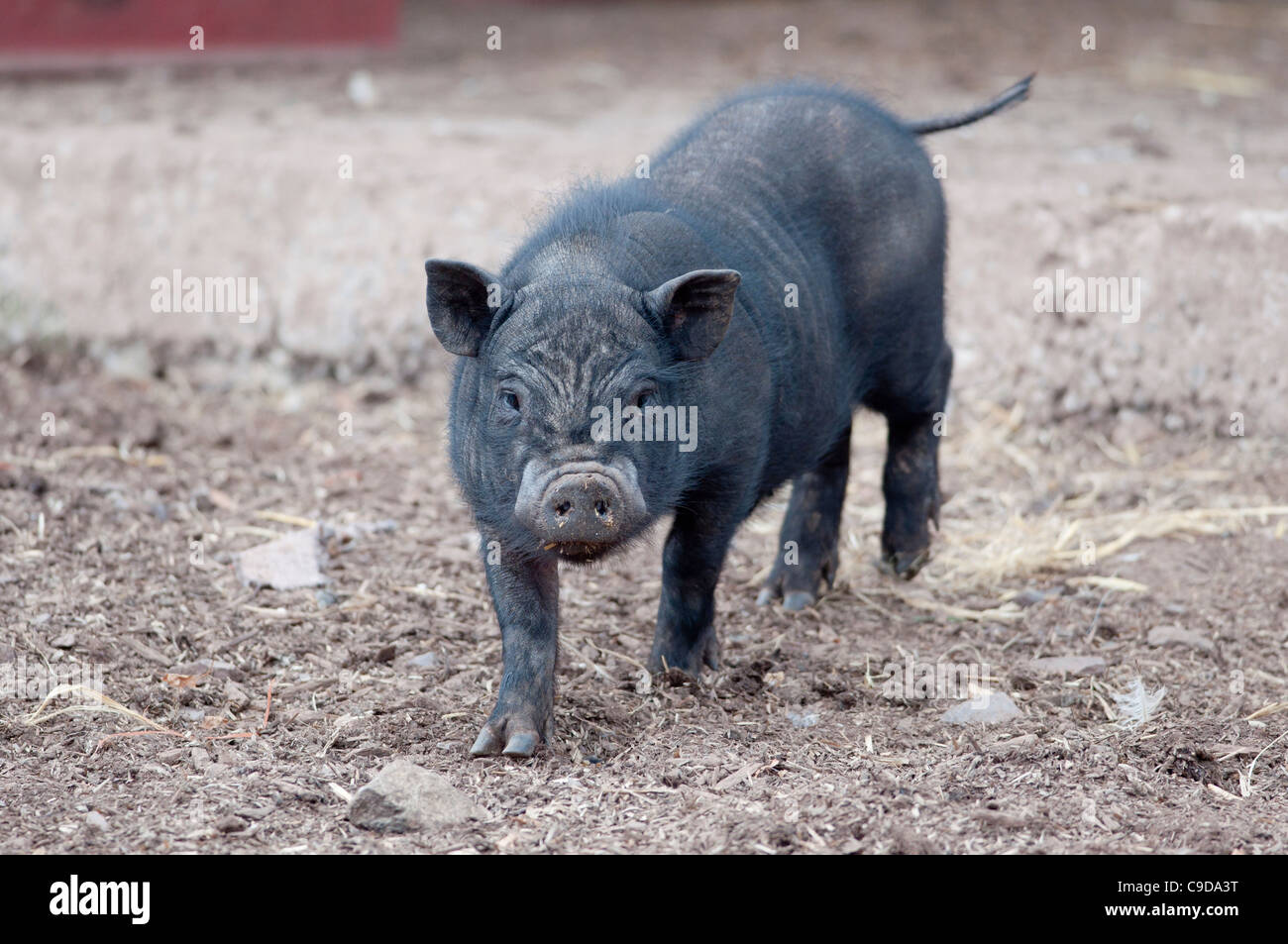 Bellied farming hi-res stock photography and images - Alamy