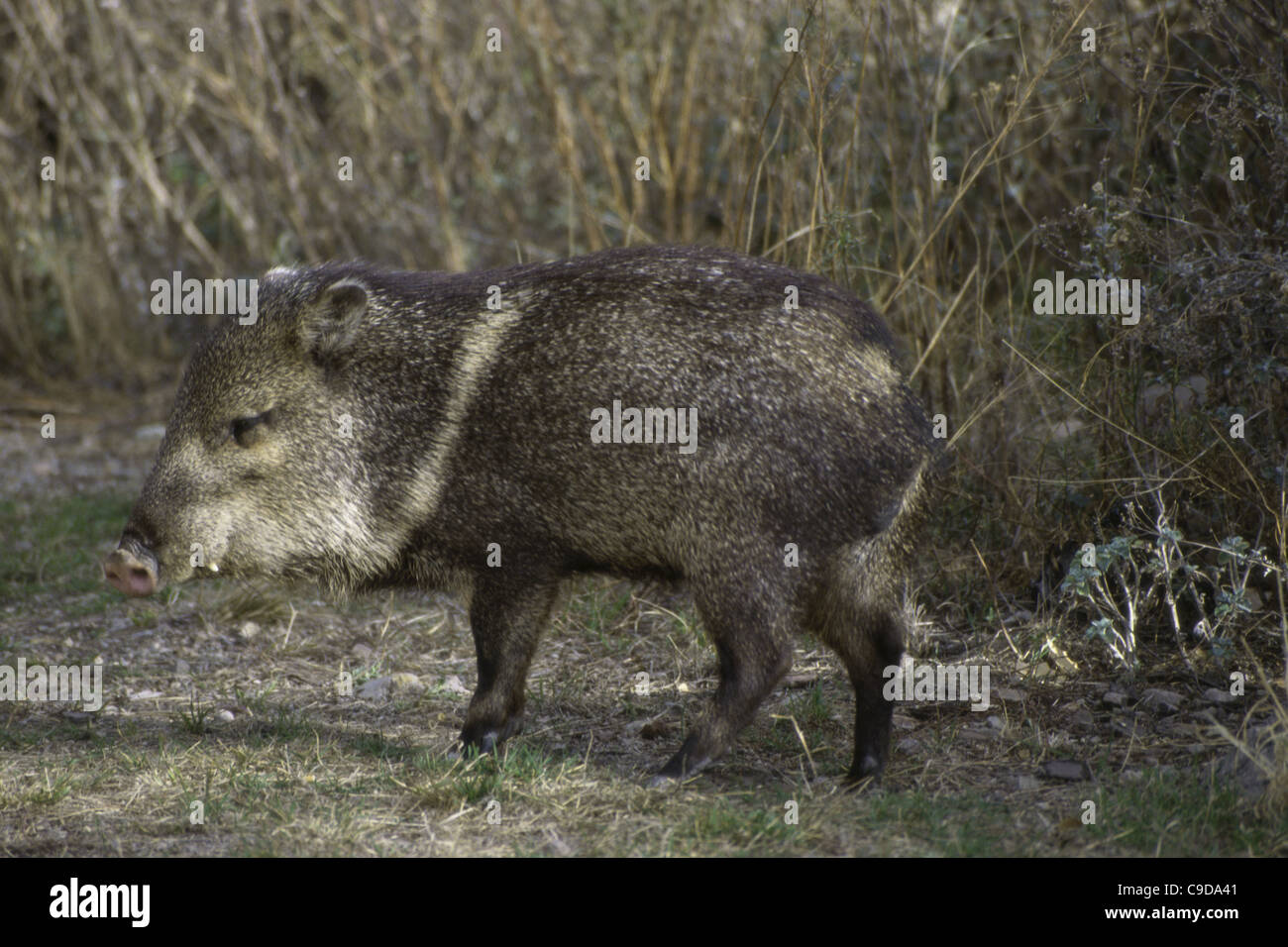 Peccary in a field Stock Photo - Alamy