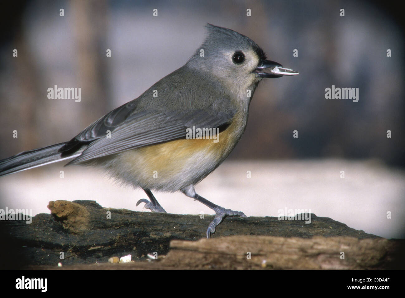 Tufted Titmouse on a tree Stock Photo - Alamy