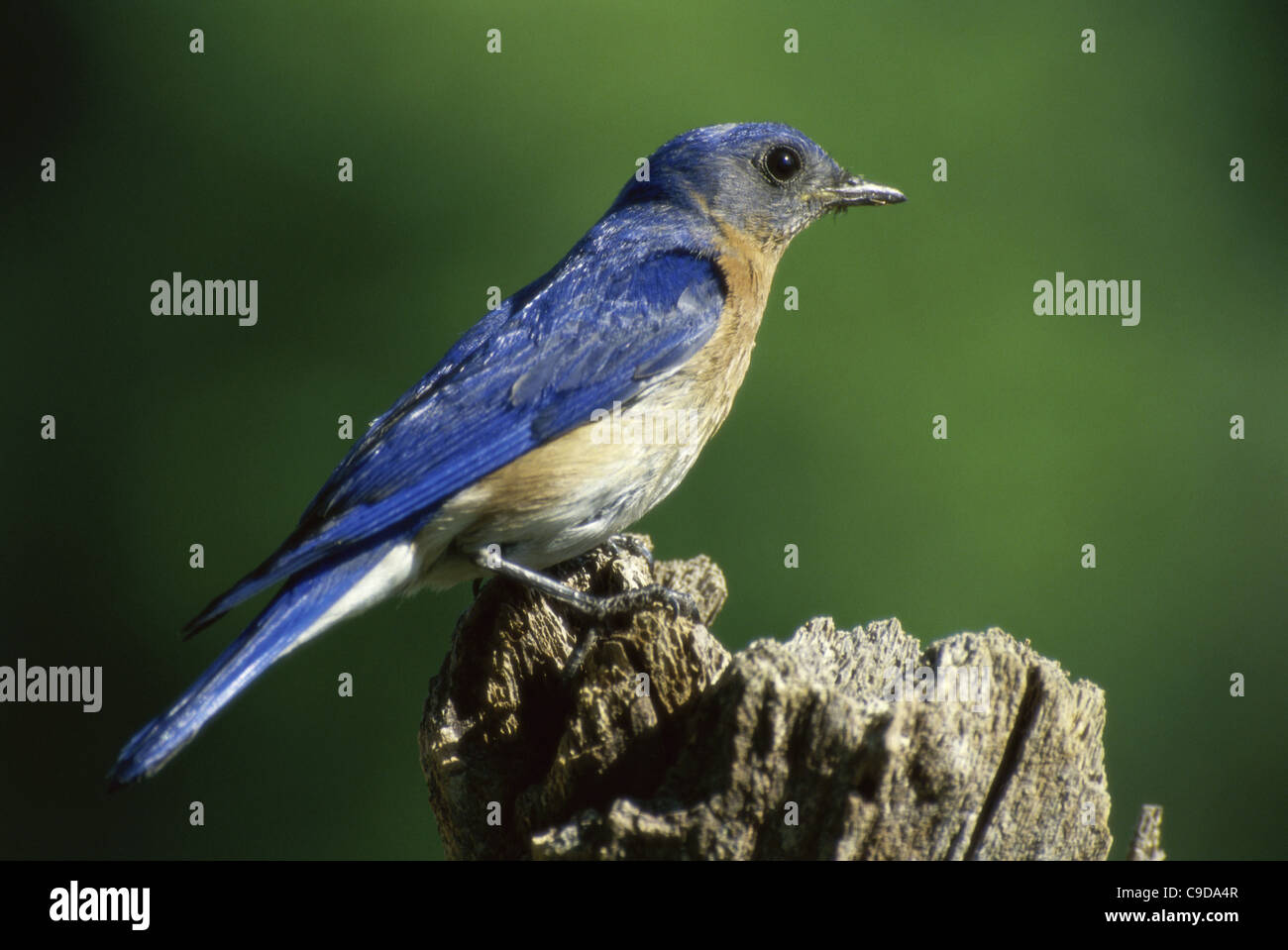Eastern Bluebird on a tree stump Stock Photo - Alamy