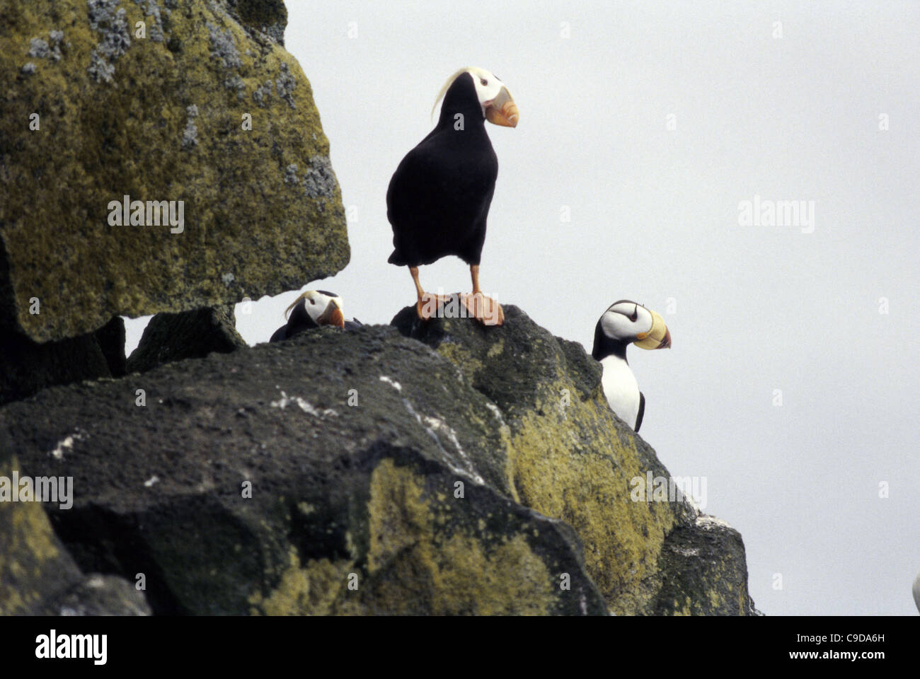 Tufted Puffins on a rock Stock Photo - Alamy