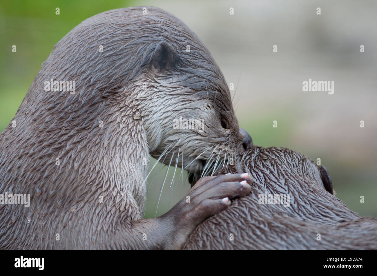 Smooth coated otters hi-res stock photography and images - Alamy