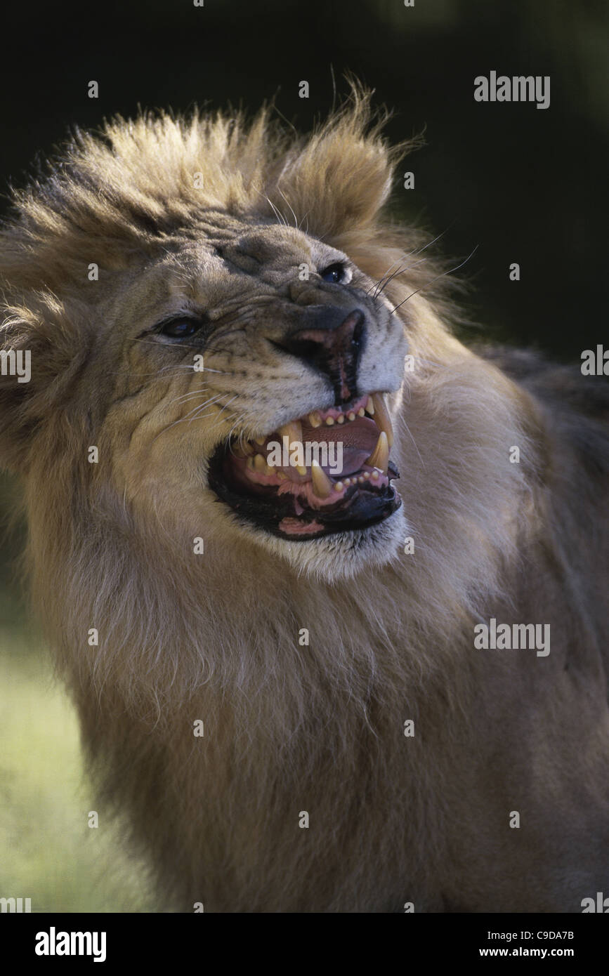 Lion Roaring Mane Stock Photos & Lion Roaring Mane Stock Images - Alamy