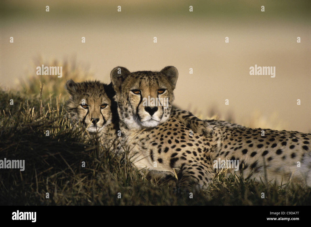 Two cheetahs lying together Stock Photo - Alamy