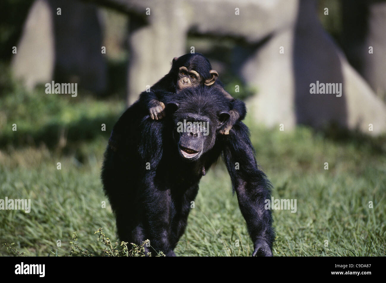 Chimpanzee family walking hi-res stock photography and images - Alamy