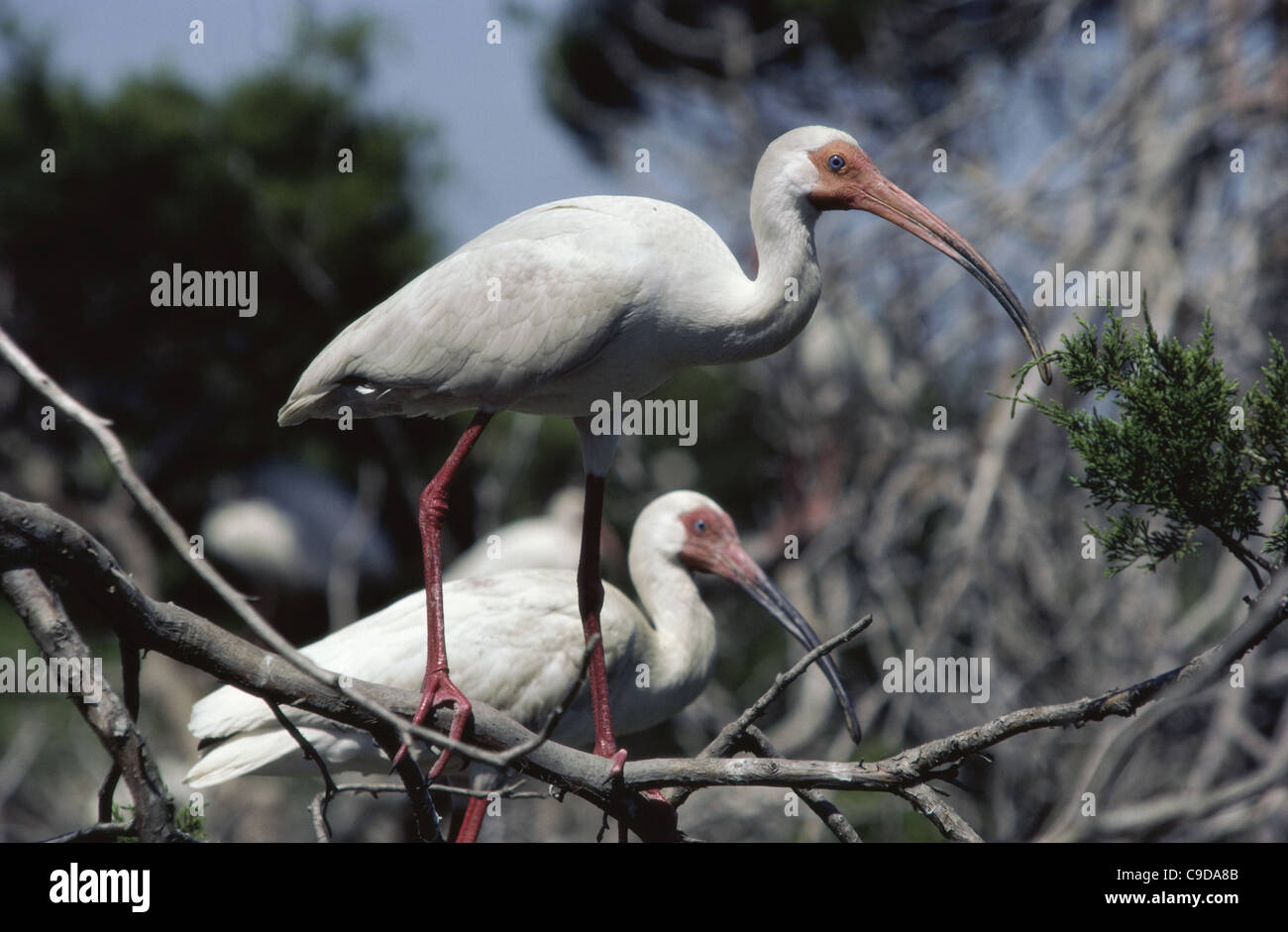 Two ibises hi-res stock photography and images - Alamy