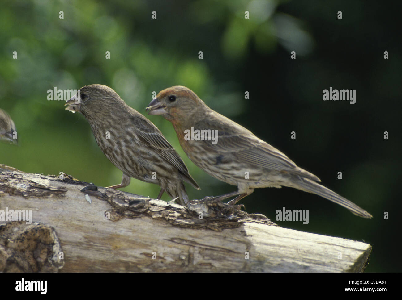 House Finches on a log of wood Stock Photo - Alamy